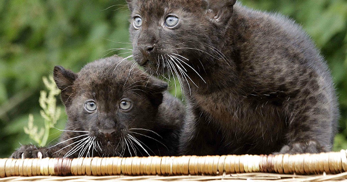 Natureza - Filhotes de pantera negra são apresentados em zoo de Berlim