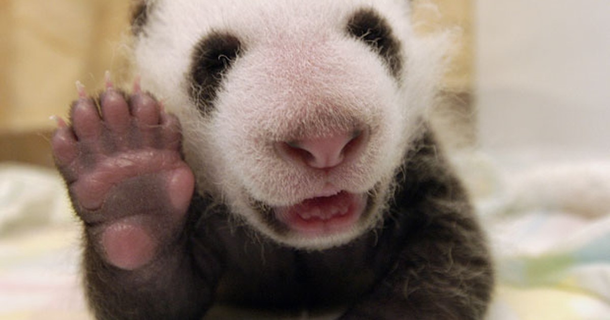 Natureza - Fotógrafa clica bebê panda nascido em cativeiro 'sorrindo e ...