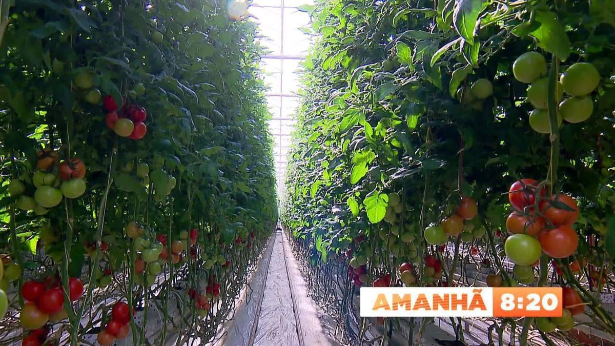 Veja os destaques do Globo Rural deste domingo (21/11/2021) | Globo ...