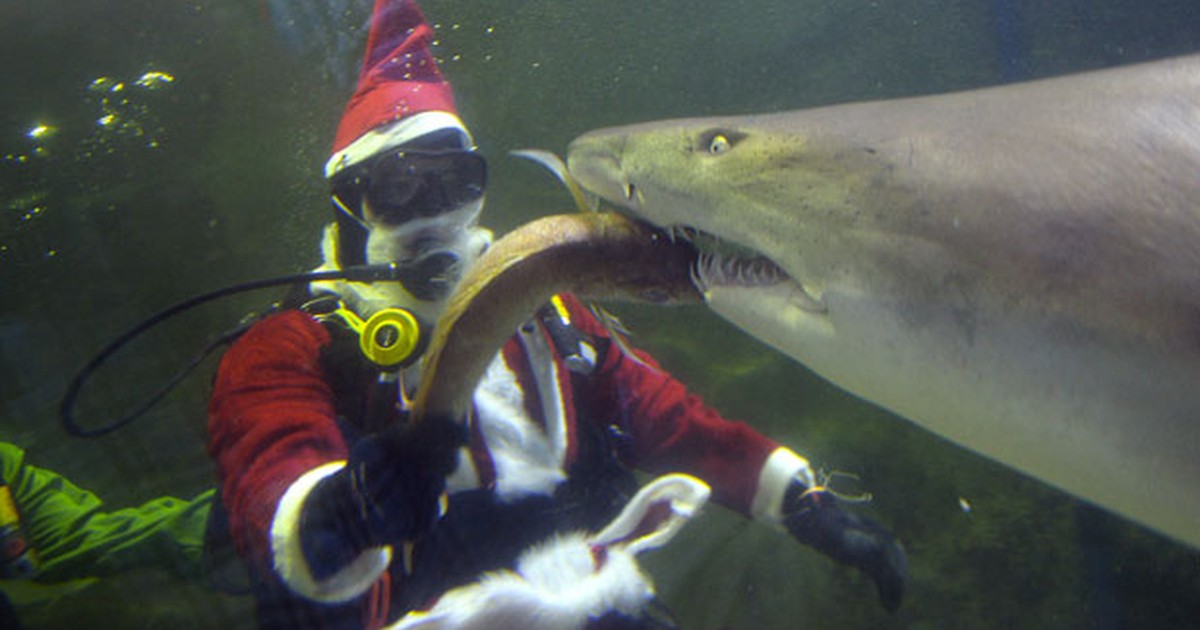 G1 - Papai Noel alimenta tubarão em aquário na Austrália - notícias em ...