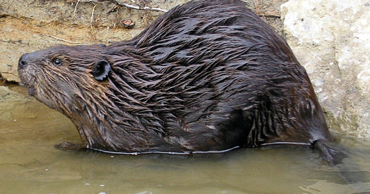 G1 - Castor derruba árvore e deixa cidade sem luz durante o Natal na ...