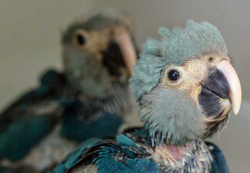 Como estão os cuidados com o primeiro filhote de ararinha-azul da ...