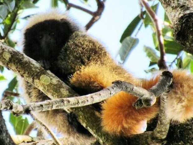 G1 - Sauás e lobo-guará encantam biólogo em Santa Rita do Sapucaí (MG ...