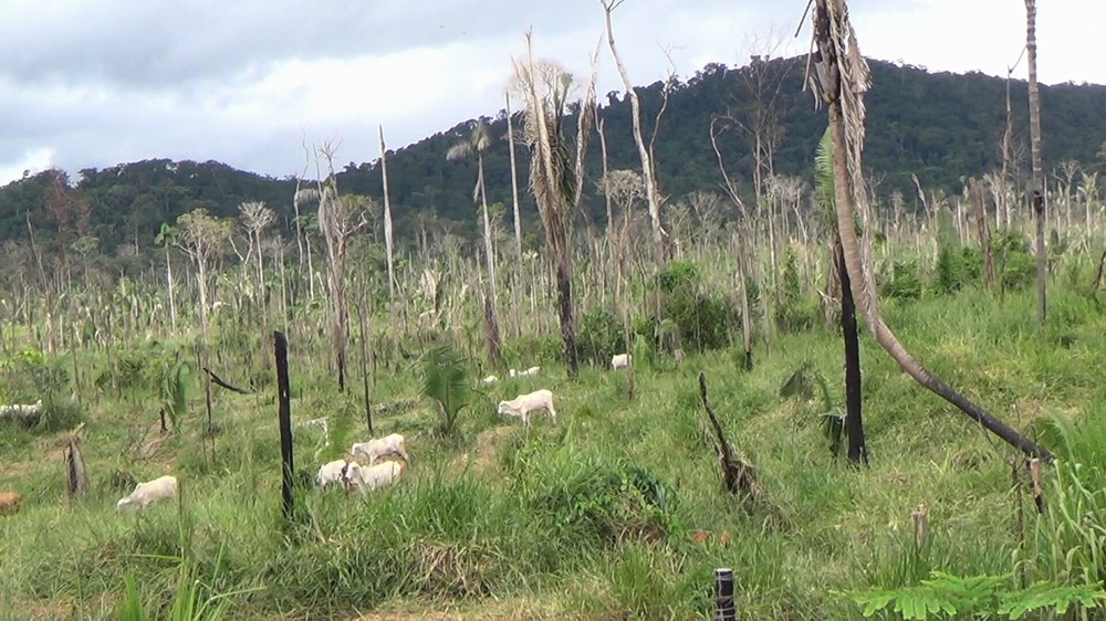 Indígenas denunciam desmatamento e criação de gado na TI Uru-Eu-Wau-Wau ...