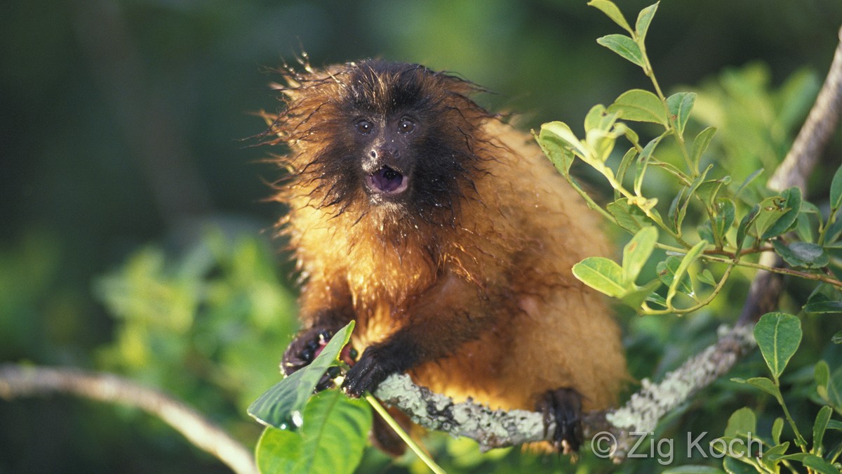 FOTOS: Veja imagens do fotógrafo Zig Koch na Mata Atlântica | Paraná | G1