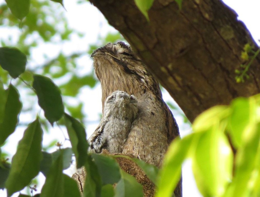 Cientista da computação flagra mãe-da-lua e filhote no interior de ...