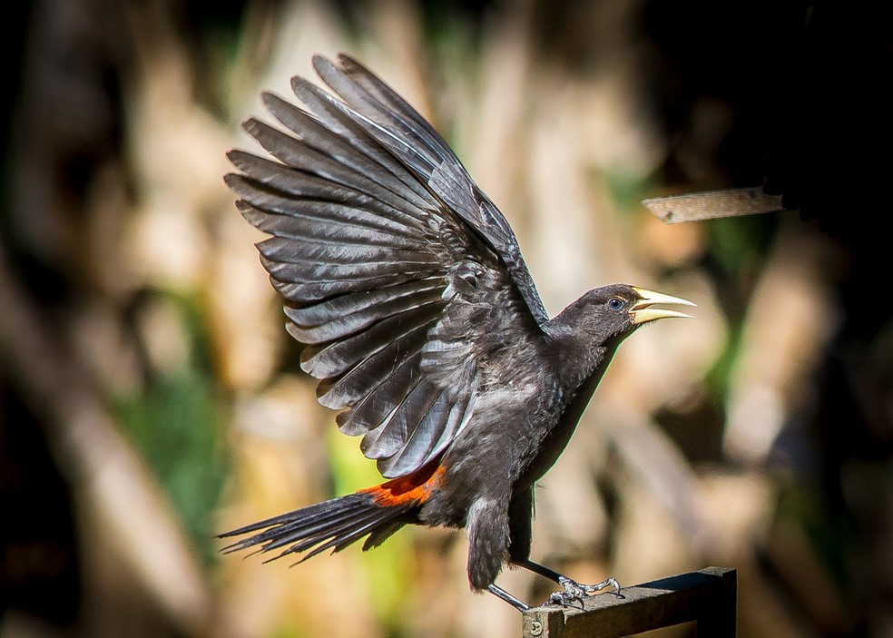 Beija-flores e galo-da-serra ganham destaque entre fotos feitas por ...