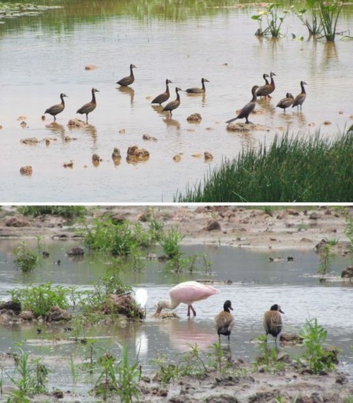 A vida de volta ao Sarapuí | Ancelmo - O Globo