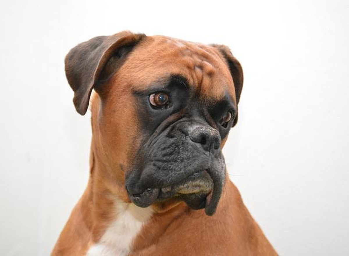 Já ouviu falar de acne canina? Conheça as causas e os sintomas | Saúde ...