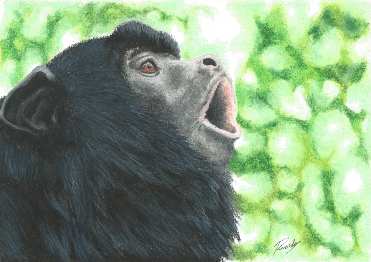 Fauna brasileira inspira ornitólogo a se dedicar à ilustração de ...