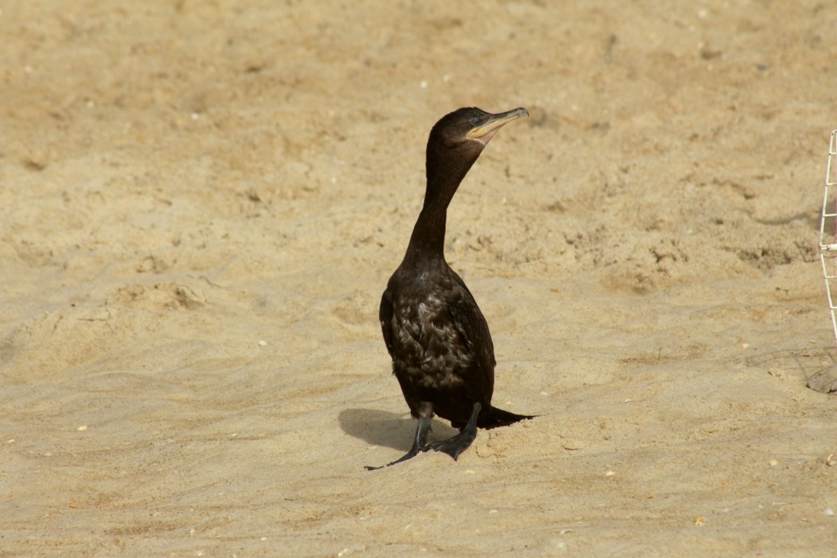Biguá é devolvido à natureza após seis meses de reabilitação em SC ...