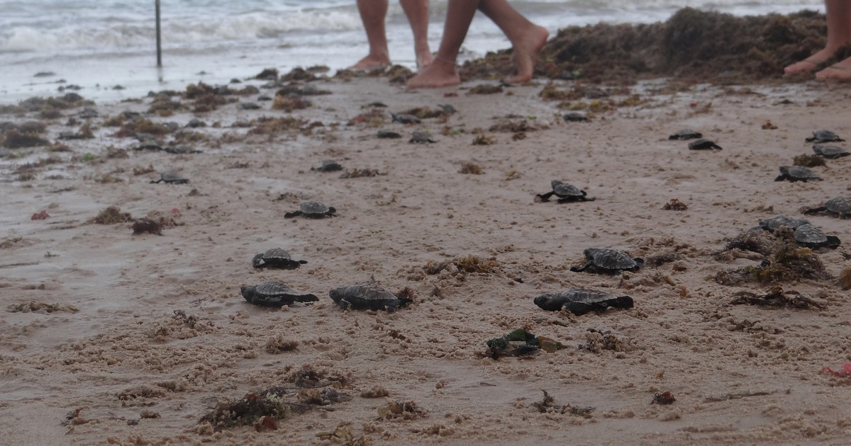 G1 Quase Cem Filhotes De Tartaruga De Pente São Soltos Em Praia De