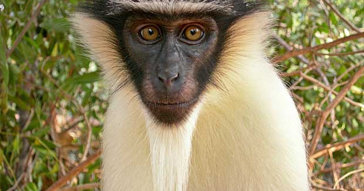Natureza - Mais da metade dos primatas do mundo está sob risco de extinção