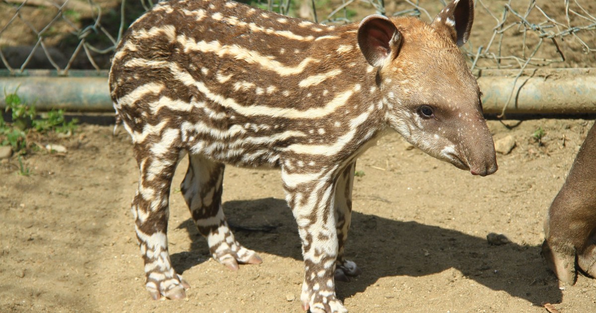 G1 - Filhote de anta nasce com listras de zebra em safári do RJ ...