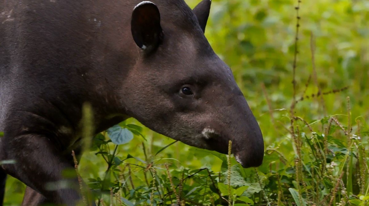 'Observação de antas' é nova prática para os amantes da natureza ...