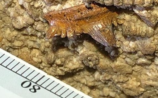 Fósseis de tubarão de 330 milhões de anos são encontrados em caverna ...