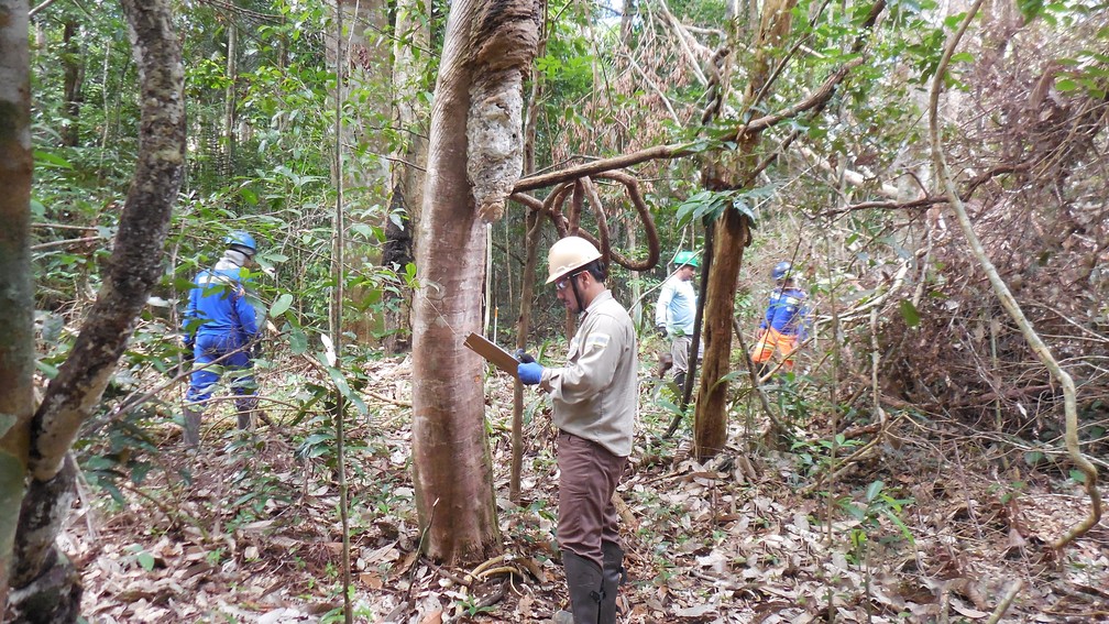 Novas técnicas de reflorestamento já são utilizadas em áreas de ...