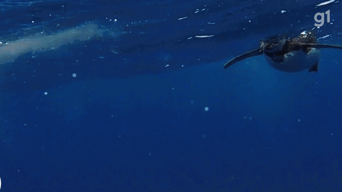 Viu um pinguim na praia? Saiba como ajudar no resgate da ave marinha ...