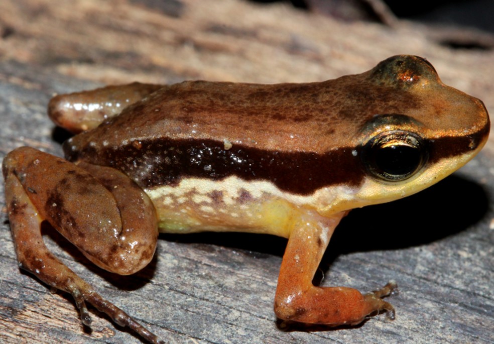 Vocalização diferente ajuda pesquisadores a descobrir nova espécie de ...