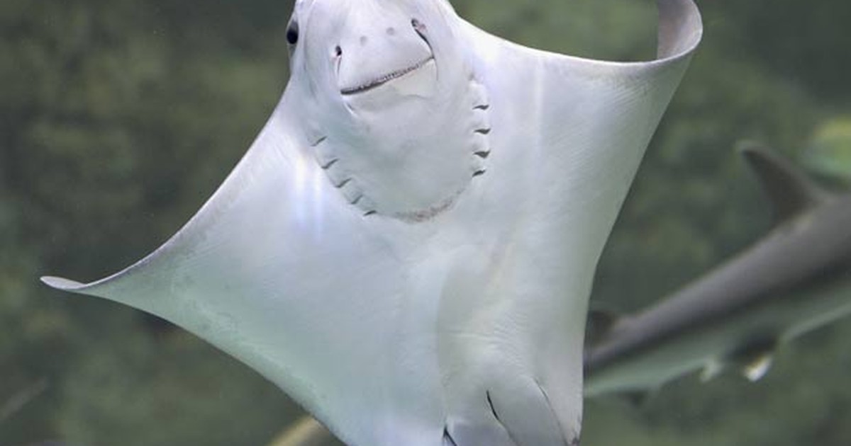 G1 - Arraia 'sorri' ao ser fotografada em aquário de zoológico nos EUA ...