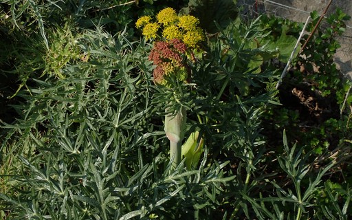 Tapsigargin: o componente antiviral da planta Thapsia garganica - Casa ...