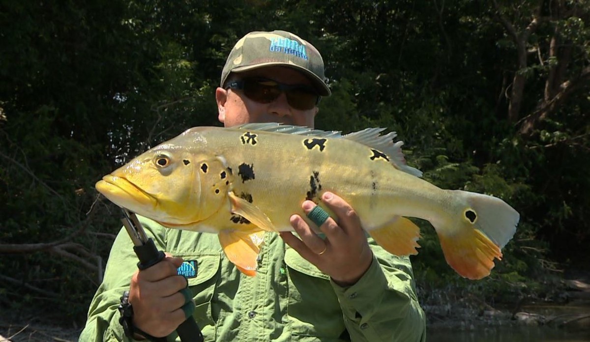 Paciência e experiência rendem show de tucunarés no Amazonas | Terra da ...