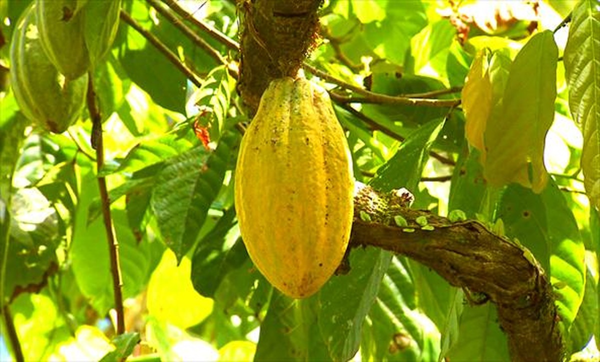 Dia do cacau relembra importância da proteção dos cacaueiros | Terra da ...