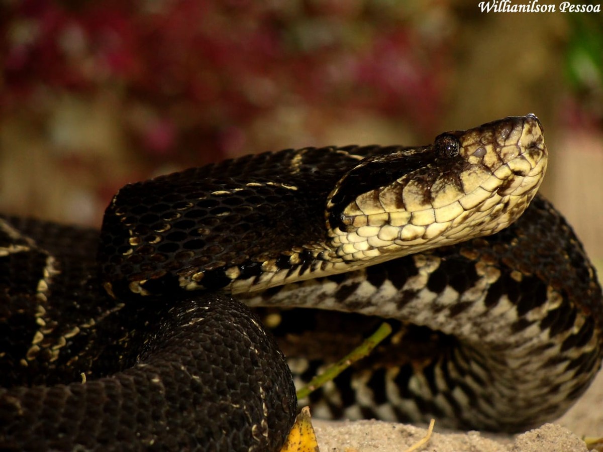 A surpreendente história das serpentes na evolução dos primatas | Terra ...