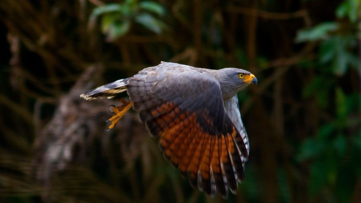 5 pássaros incríveis da fauna paranaense que você precisa conhecer ...