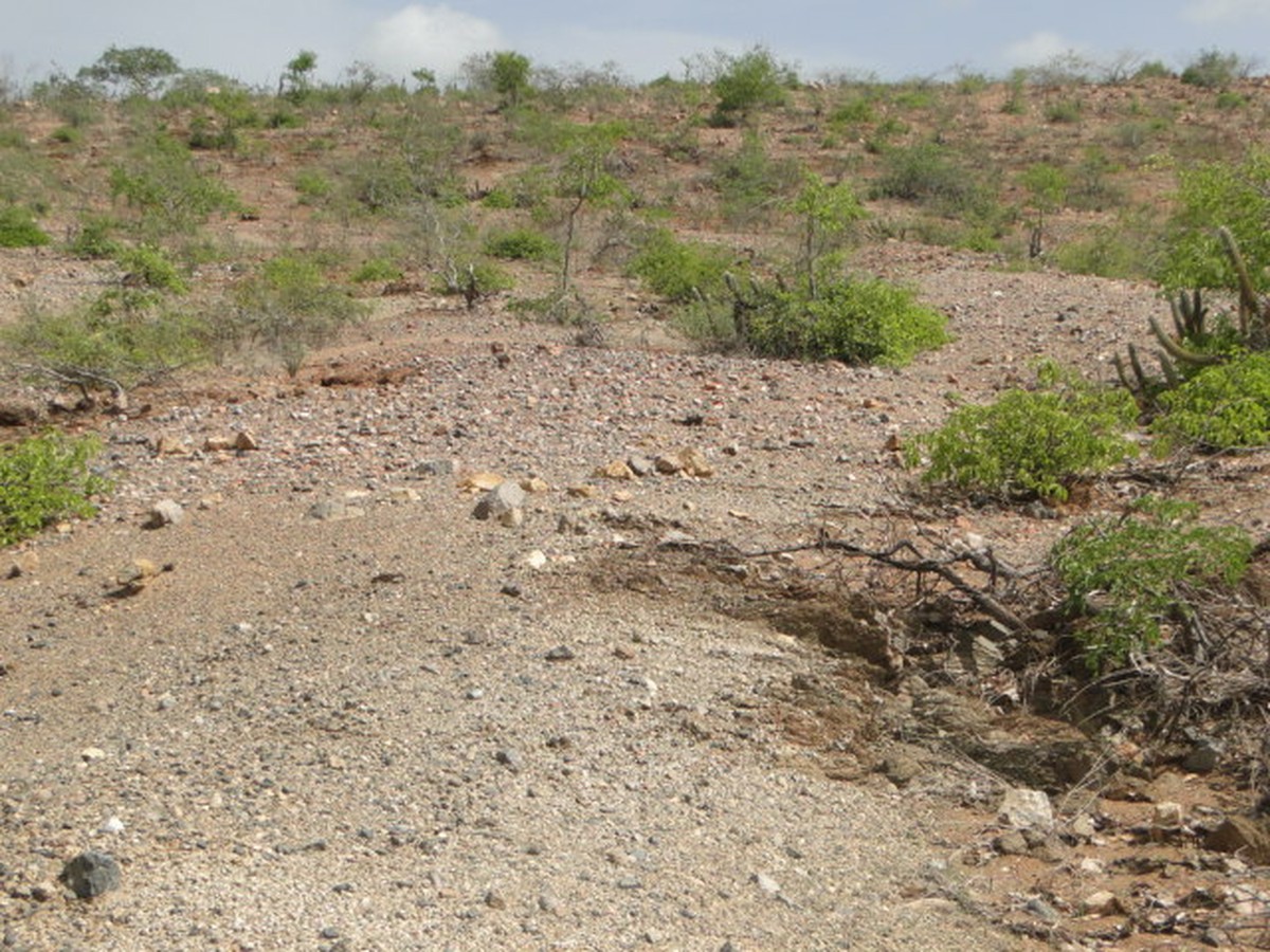 Caatinga perdeu mais de 10% de vegetação nativa nos últimos 37 anos ...