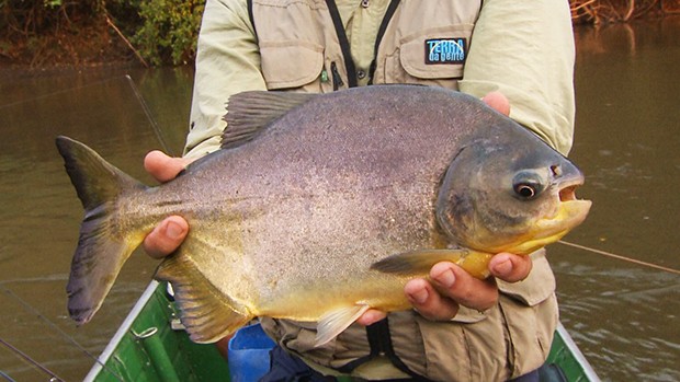 G1 - Em Bonito, equipe enfrenta desafios para fisgar o pacu e o dourado ...