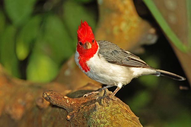 G1 - Na semana do Natal, Terra da Gente destaca aves de plumagem ...