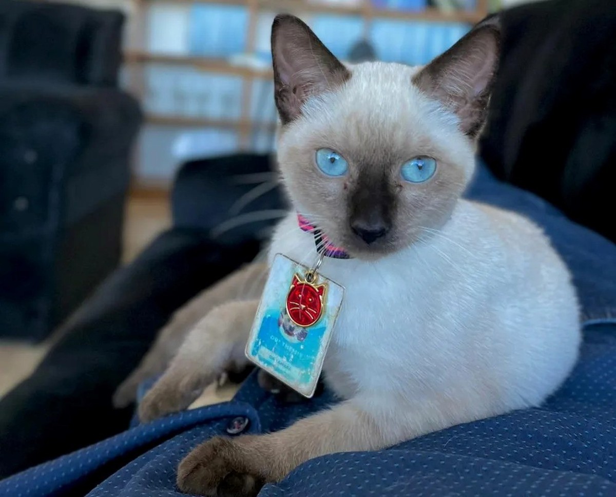 Nova 'contratada' da OAB Amapá, 'advogata' Themis dá continuidade a ...