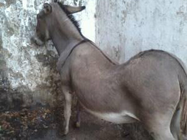 G1 - Jumenta é atropelada, é socorrida por casal, mas morre no litoral ...
