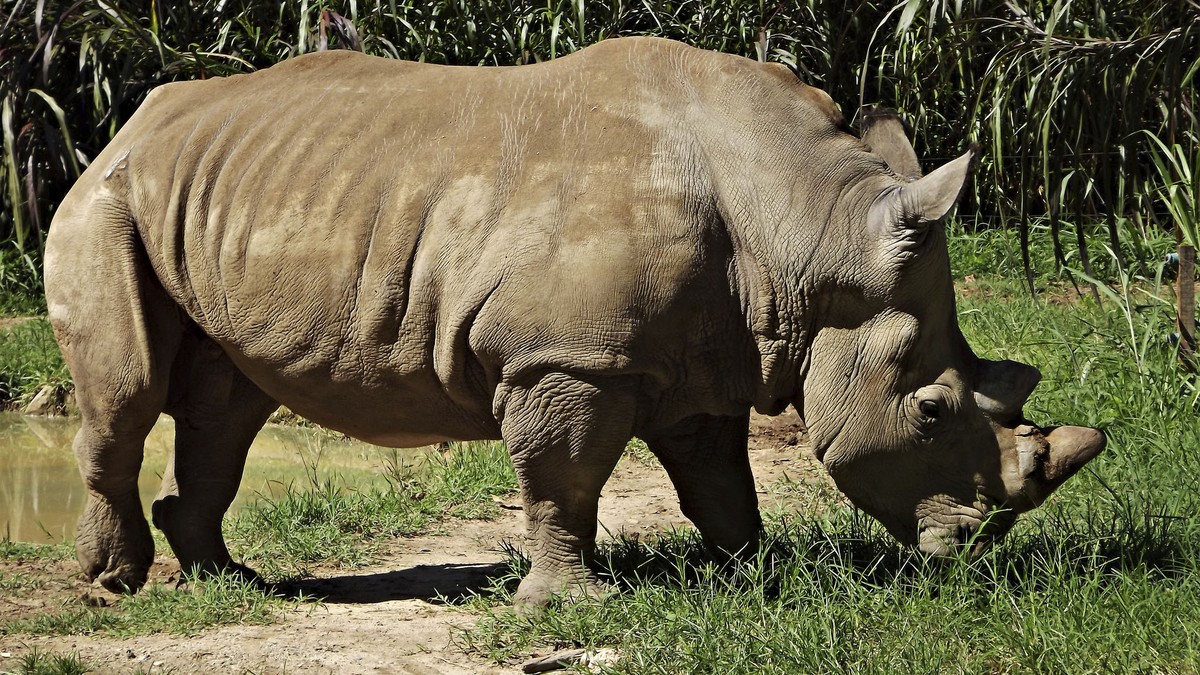 Morre o único rinoceronte macho do Zoológico de Belo Horizonte | Minas ...