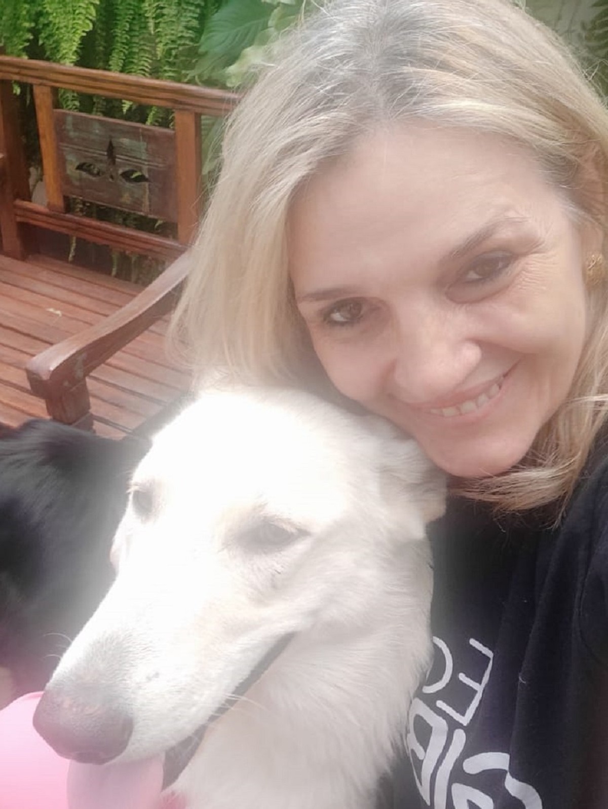 Cachorrinha que abriu o portão com controle e fugiu de casa após brigar ...