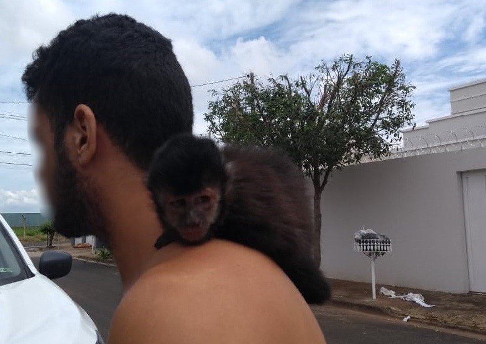 Jovem é preso por manter macaco-prego em casa de Uberlândia | Triângulo ...