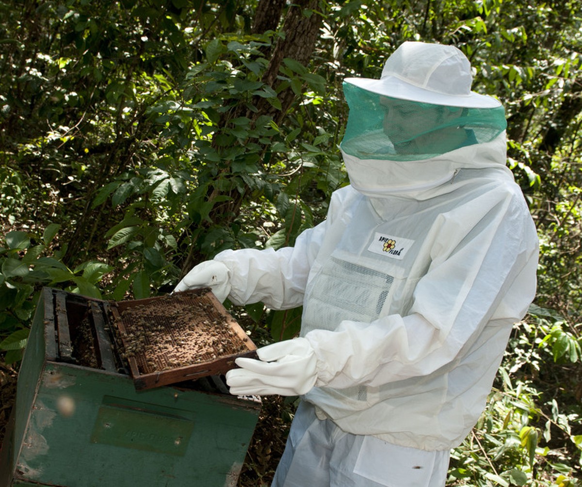 Apis Flora, a maior em propólis do país, espera avanço de 15% este ano ...