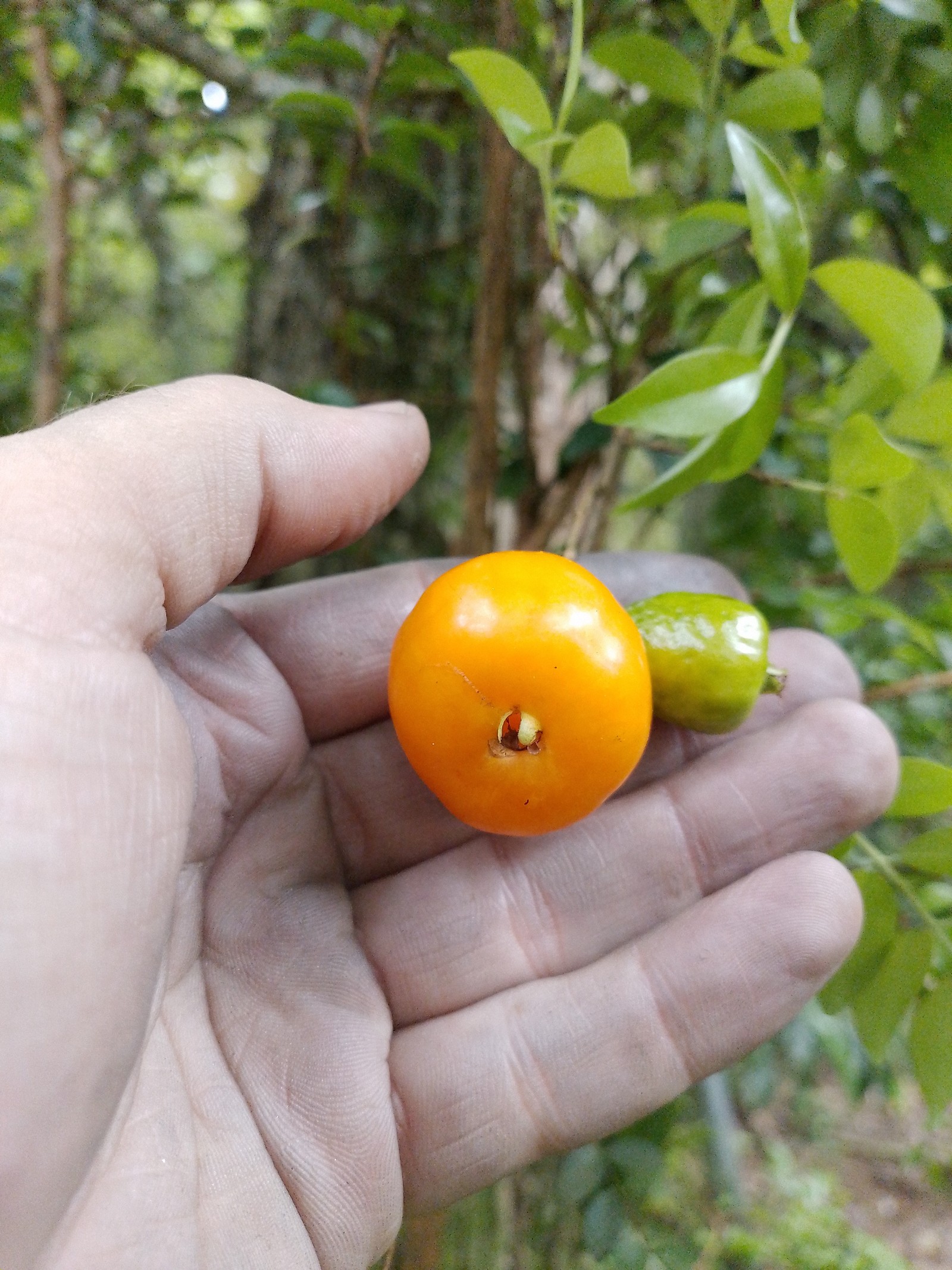 Duas espécies inéditas de árvores frutíferas são descobertas em parque ...