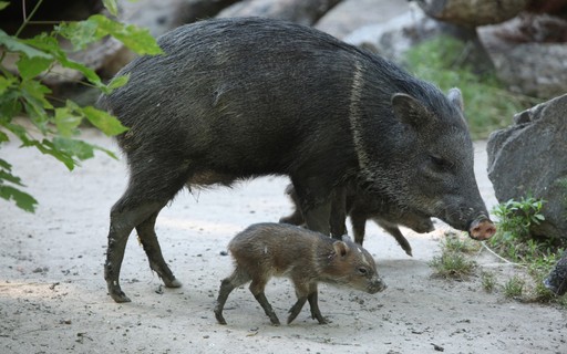 Como criar cateto - Revista Globo Rural | Como criar