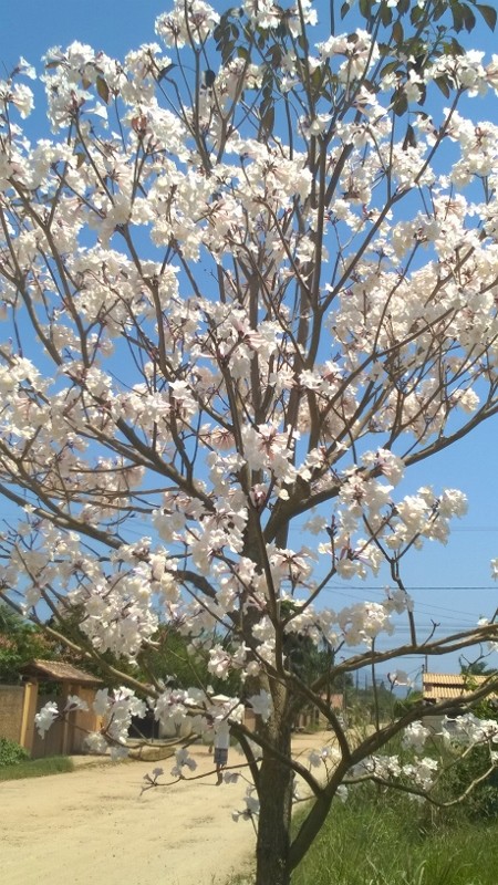 Qual é o mais bonito ipê do Rio? Foto 43 | Ancelmo - O Globo
