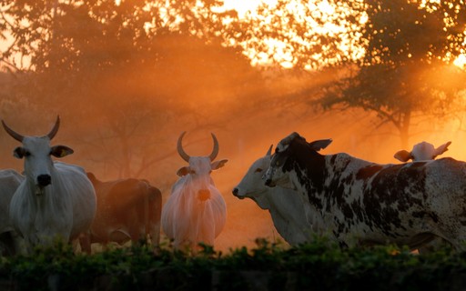 Pecuária: 3 segredos para aumentar produção e rentabilidade das ...