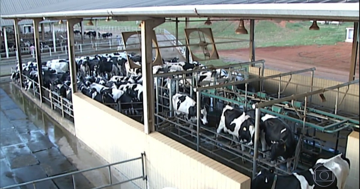 Globo Rural - Criadores de gado leiteiro retomam a produção