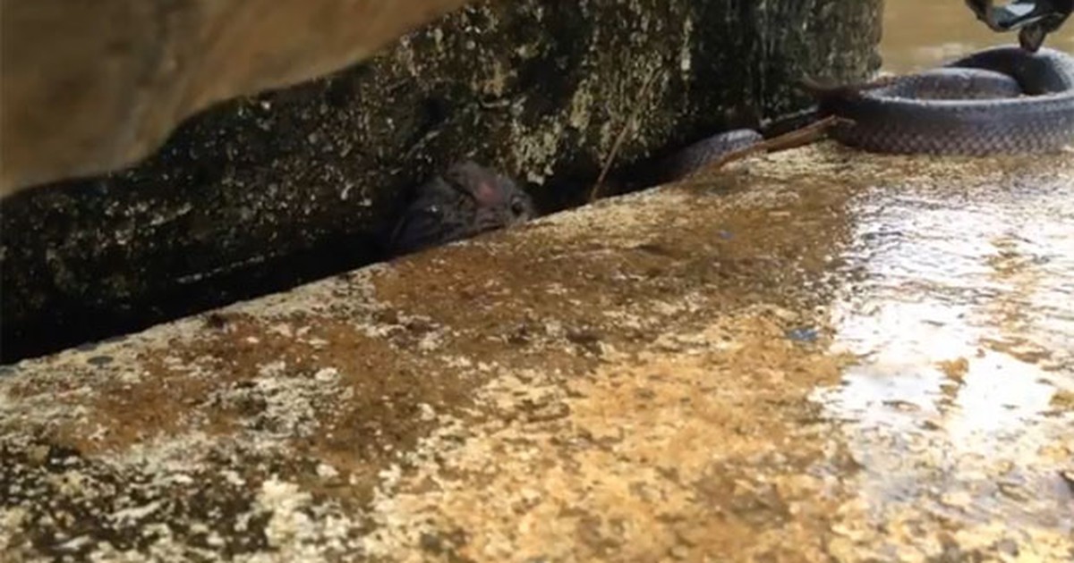 G1 - Veja cobra e rato dividindo mesmo espaço e mais cenas curiosas ...