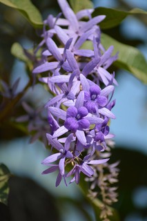 Primavera: dicas de cuidados com plantas e 10 flores para cultivar ...