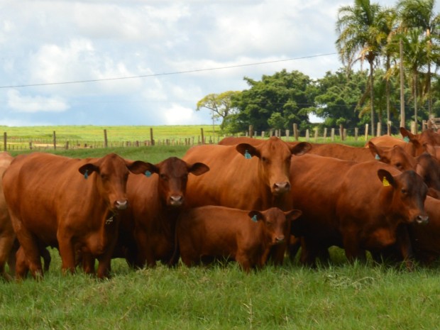 G1 - Criadores de senepol lançam projeto para difundir a raça em MS ...