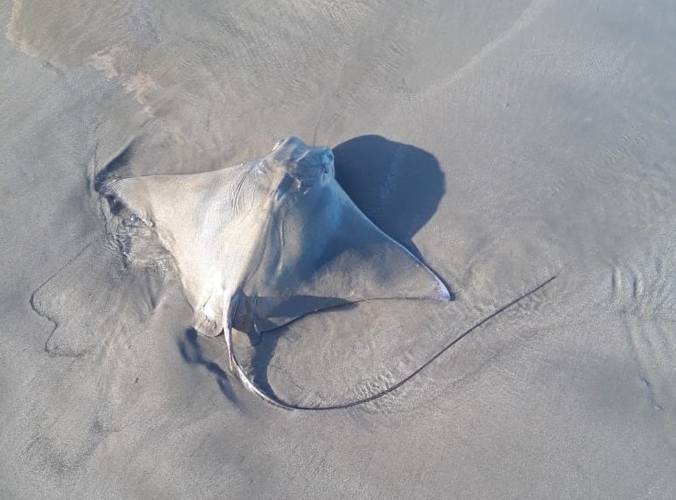 Raia ameaçada de extinção é achada morta em Praia Grande | Santos e ...