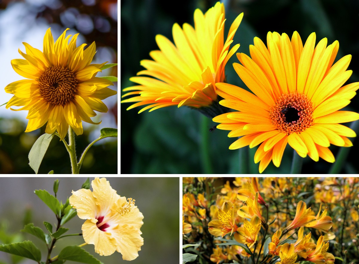 10 plantas com flores amarelas para decorar a casa na Copa do Mundo ...