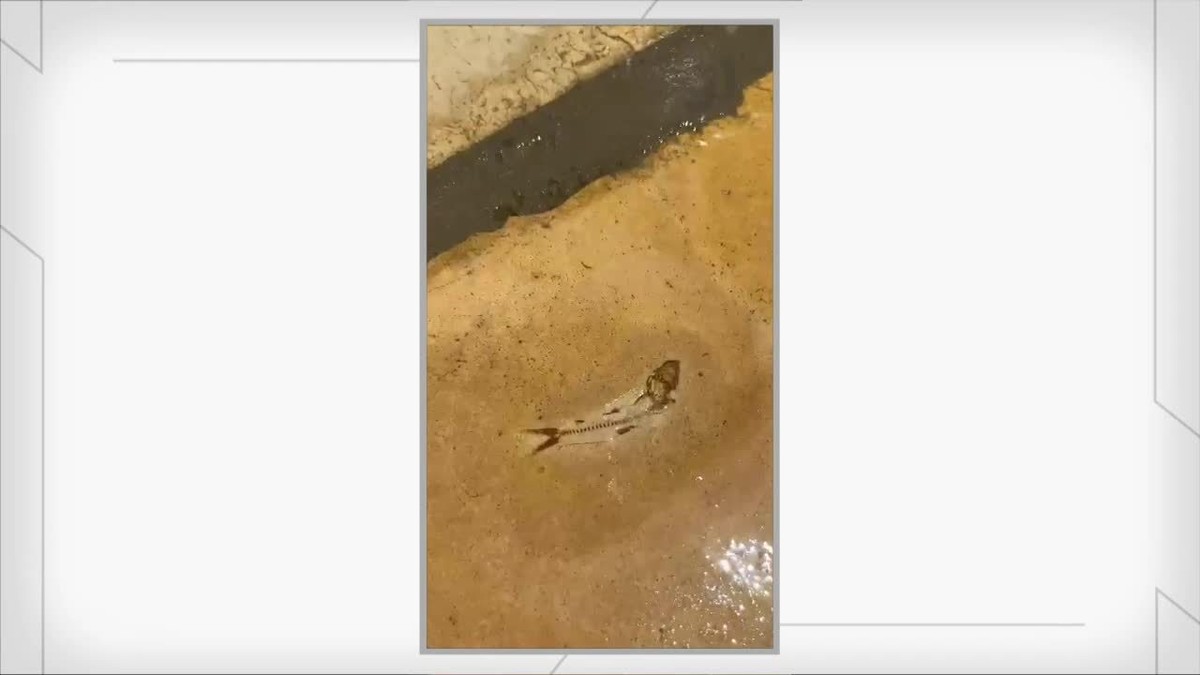 Fósseis de 100 milhões de anos são achados em pedras ornamentais no ...