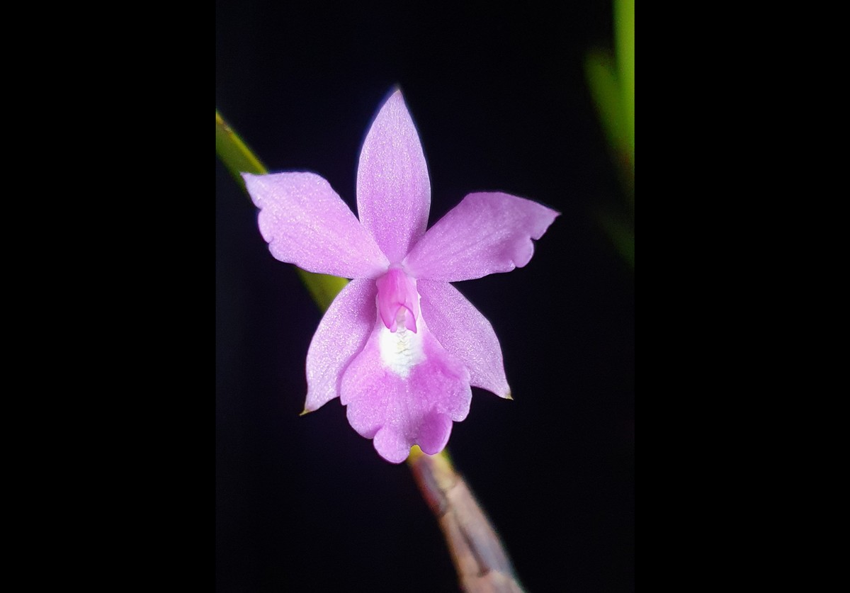 Especialista identifica duas orquídeas na Amazônia que podem ser ...